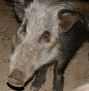 Bushpig Facts for Kids