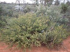 Eremaea pauciflora Facts for Kids