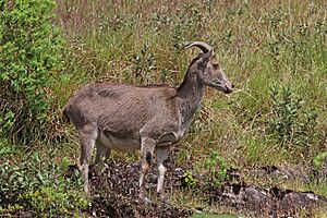 Nilgiri tahr Facts for Kids
