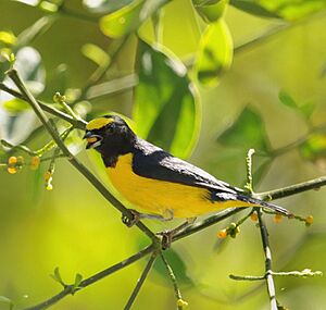 Scrub euphonia Facts for Kids