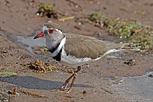 Three-banded plover Facts for Kids