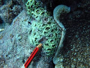 Micromussa regularis Facts for Kids