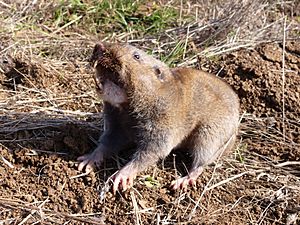 Camas pocket gopher Facts for Kids