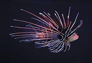 Clearfin lionfish Facts for Kids