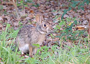 Swamp rabbit Facts for Kids