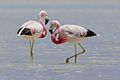 Andean flamingo Facts for Kids