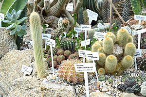 Grusonia bulbispina Facts for Kids