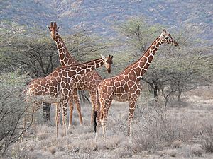 Reticulated giraffe Facts for Kids