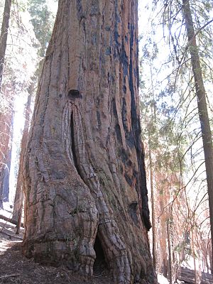 Hart (tree) Facts for Kids