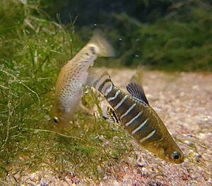 Kızılırmak toothcarp Facts for Kids