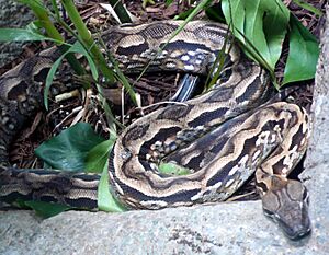 Acrantophis madagascariensis Facts for Kids