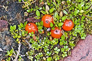 Creeping coprosma Facts for Kids
