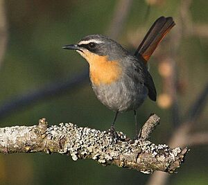 Cape robin-chat Facts for Kids