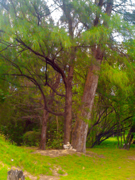 Piñones State Forest Facts for Kids