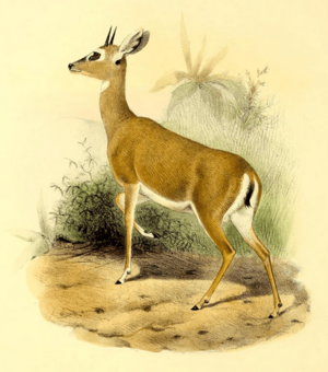Oribi Facts for Kids