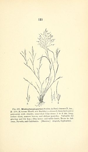 Bush muhly Facts for Kids