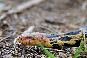 Eastern fox snake Facts for Kids