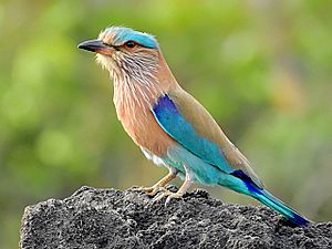Indian roller Facts for Kids