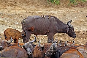 African buffalo Facts for Kids