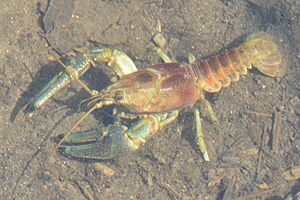 Rusty crayfish Facts for Kids