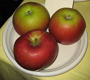 Melrose (apple) for Kids