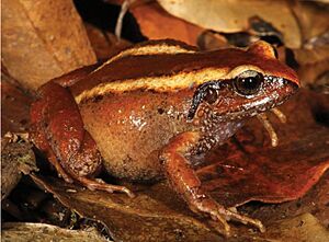 Arthroleptis francei Facts for Kids