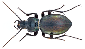 Carabus faustus Facts for Kids