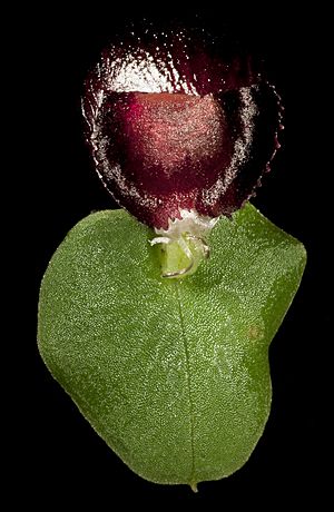 Western helmet orchid Facts for Kids