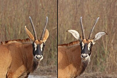 Roan antelope Facts for Kids