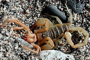 Scorpion Facts for Kids