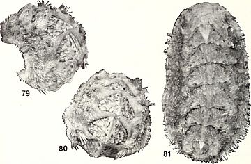 Florida Middle Grounds Facts for Kids