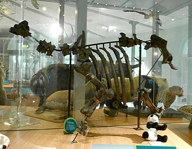 Armley Hippo Facts for Kids