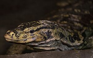 Yellow-headed water monitor for Kids