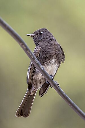 Black phoebe Facts for Kids