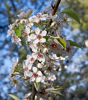 Wild Himalayan pear Facts for Kids