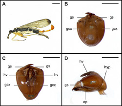Mecoptera Facts for Kids