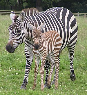 Fota Wildlife Park Facts for Kids