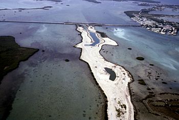 Shark Key Facts for Kids