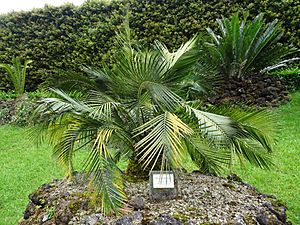 Macrozamia riedlei Facts for Kids