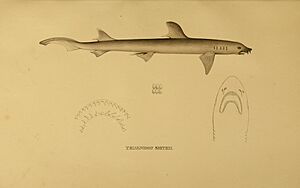 Barbeled houndshark Facts for Kids