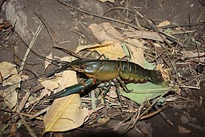 Cherax quadricarinatus Facts for Kids