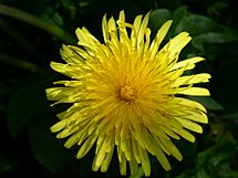 Common dandelion Facts for Kids