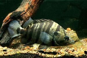 Silver tigerfish Facts for Kids