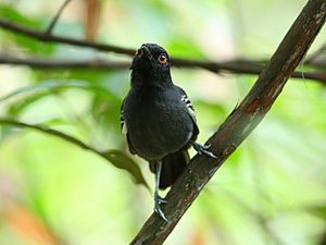Black-tailed antbird Facts for Kids