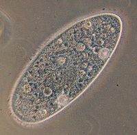 Paramecium Facts for Kids