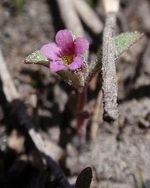 Slender monkeyflower Facts for Kids