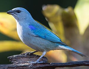 Azure-shouldered tanager Facts for Kids