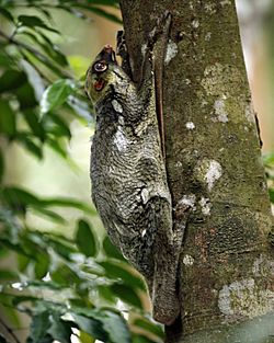 Colugo Facts for Kids