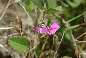 Small's milkpea Facts for Kids