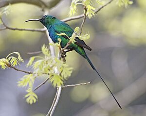 Malachite sunbird Facts for Kids